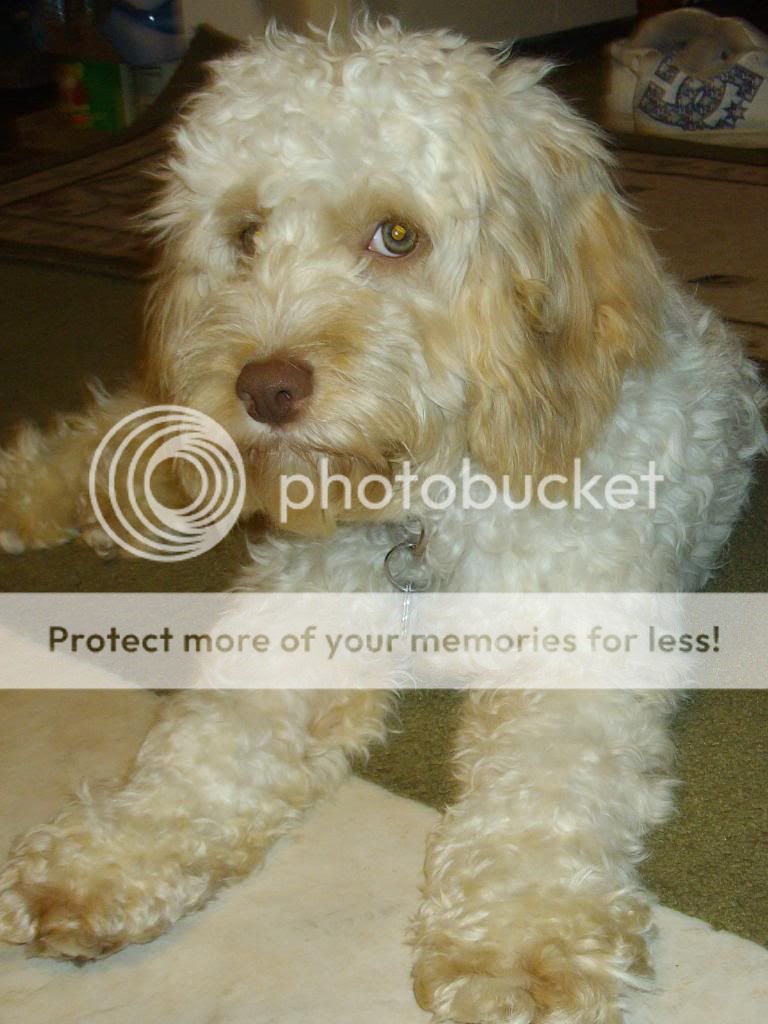 Green Eyes | I Love My Cockapoo Forums