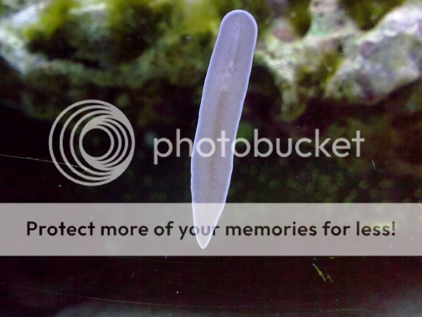 Whitish, flat slug? | Reef2Reef