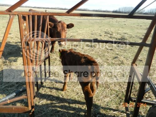 Calf catcher | CattleToday.com - Cattle, Cow & Ranching Community