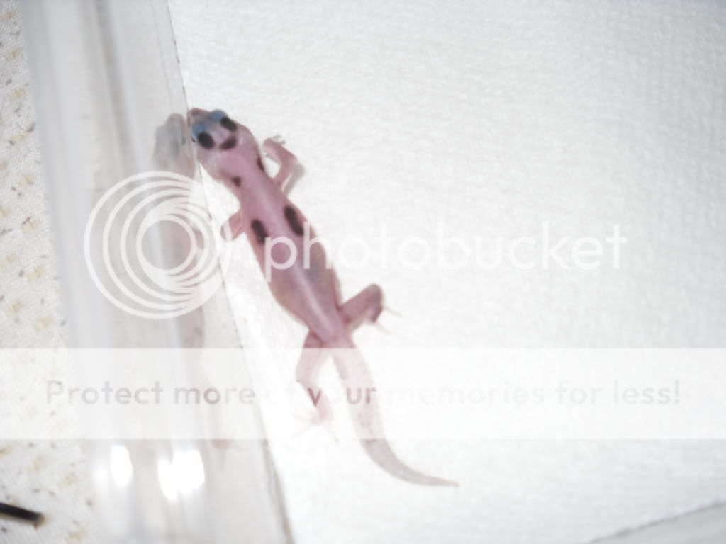 Mack Snow Enigma Het Raptor | Reptile Forums