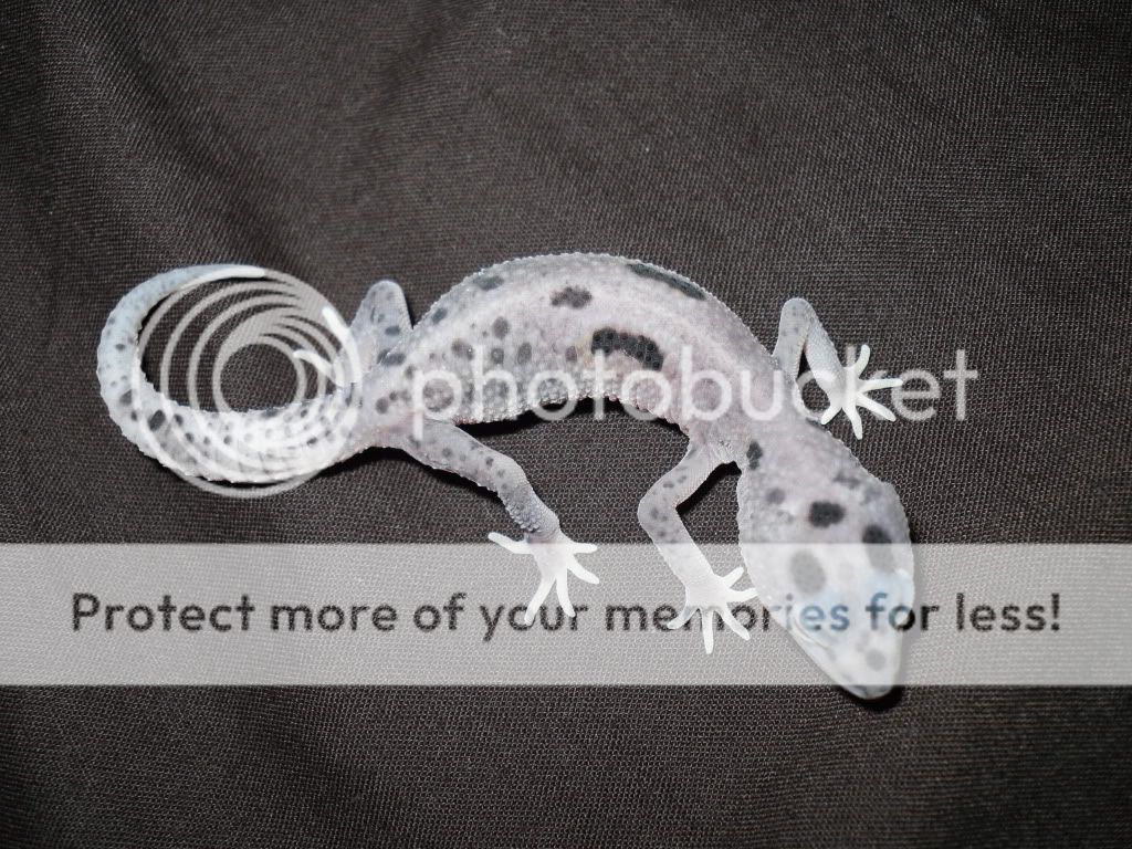 Mack Snow Enigma Het Raptor | Reptile Forums