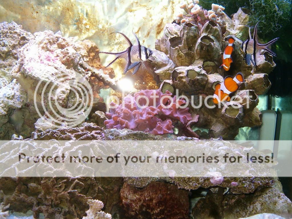 Help a fish only guy move to a reef tank - Reef Central Online Community